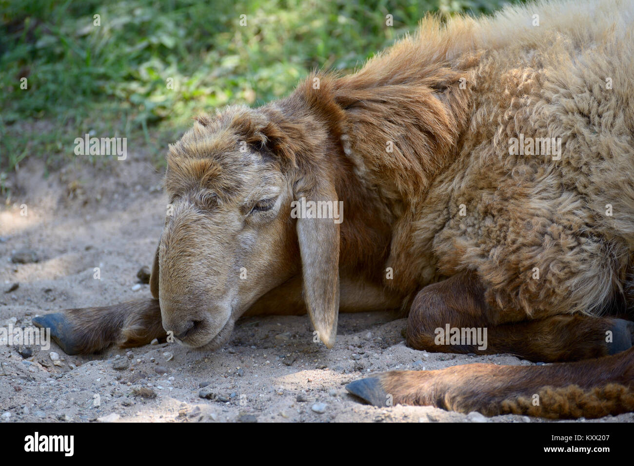 Epic sheep hi-res stock photography and images - Alamy