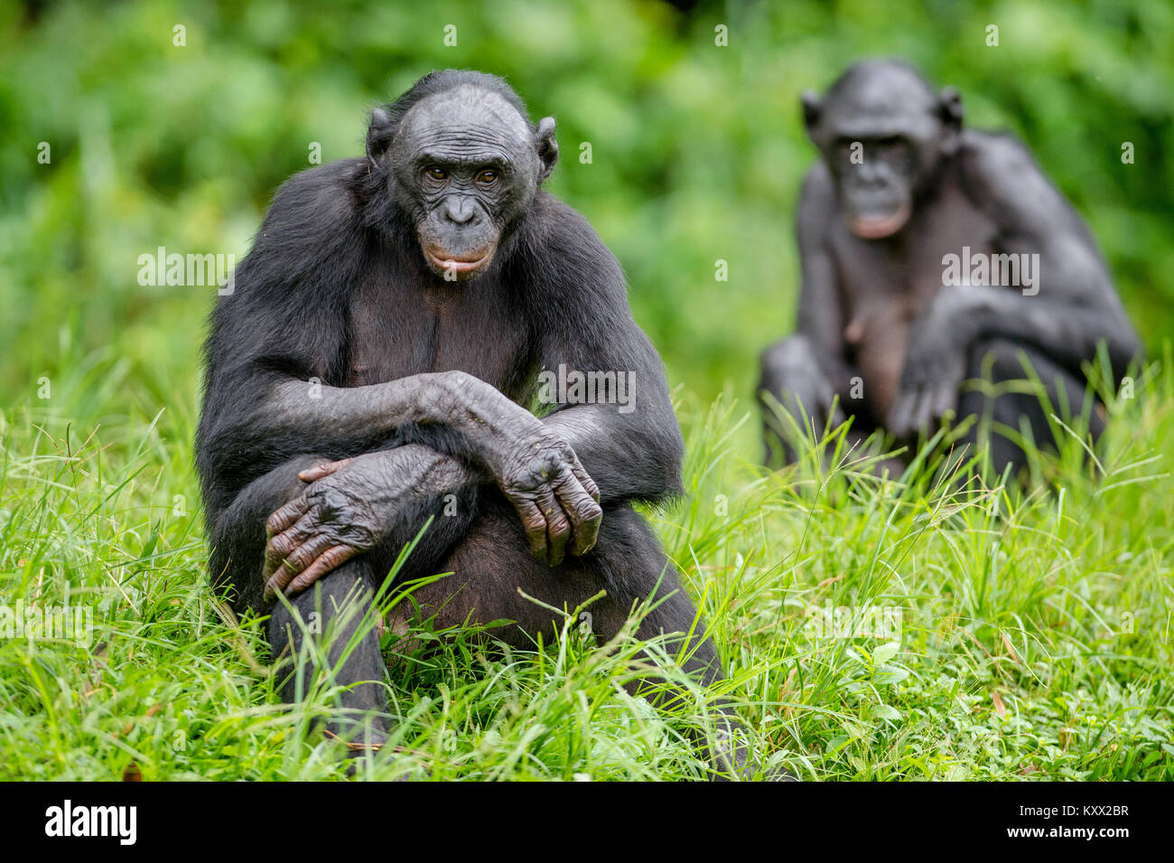 Bonobo male animal hi-res stock photography and images - Alamy