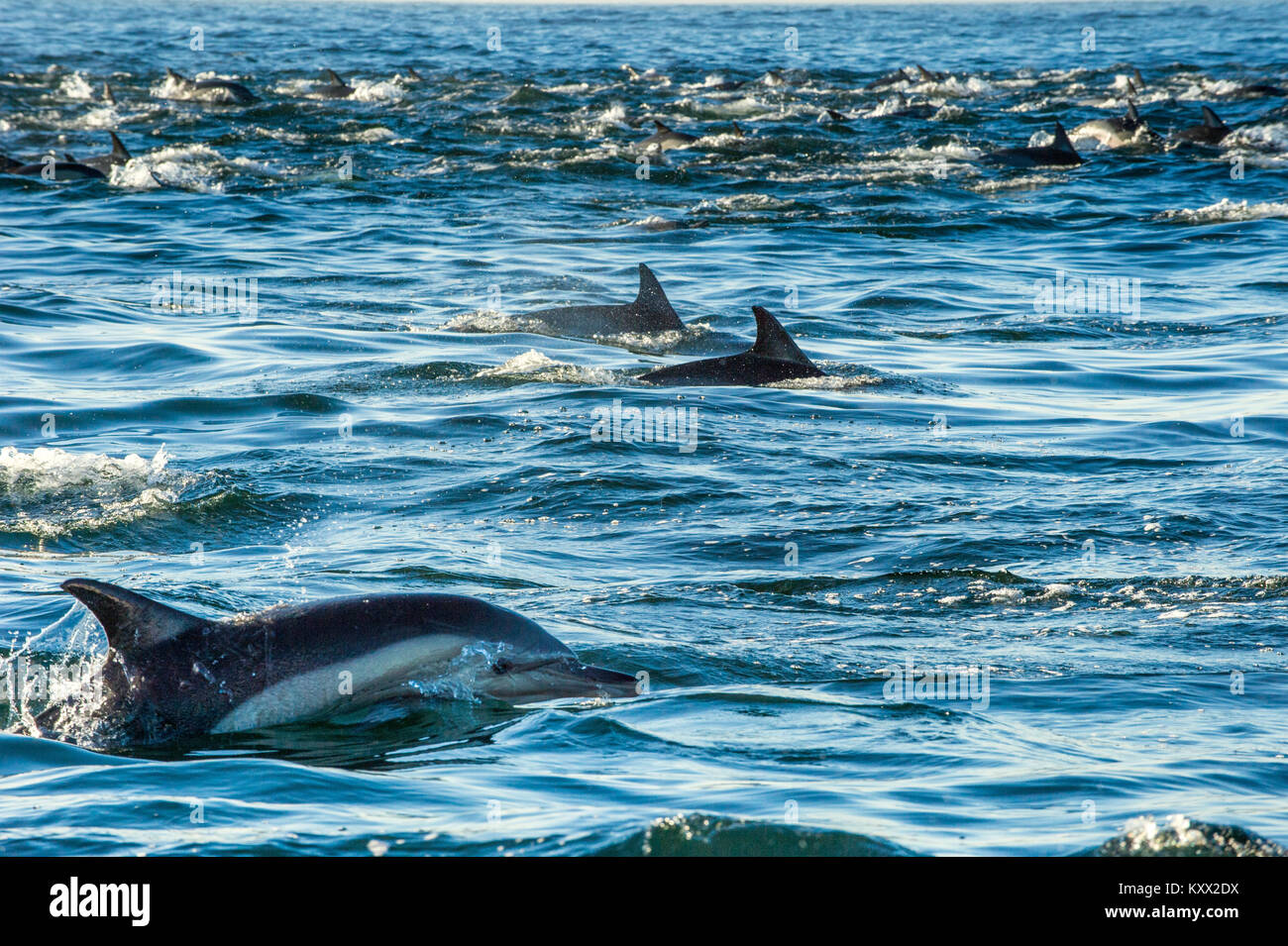 Tail swimming dolphin splashes hi-res stock photography and images - Alamy