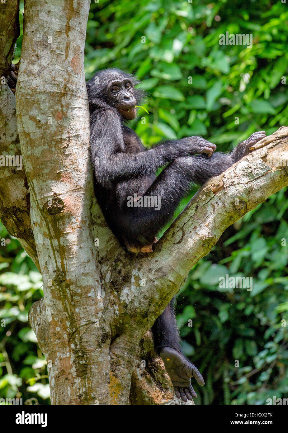 Close up Portrait of Bonobo Cub on the tree in natural habitat. Green ...