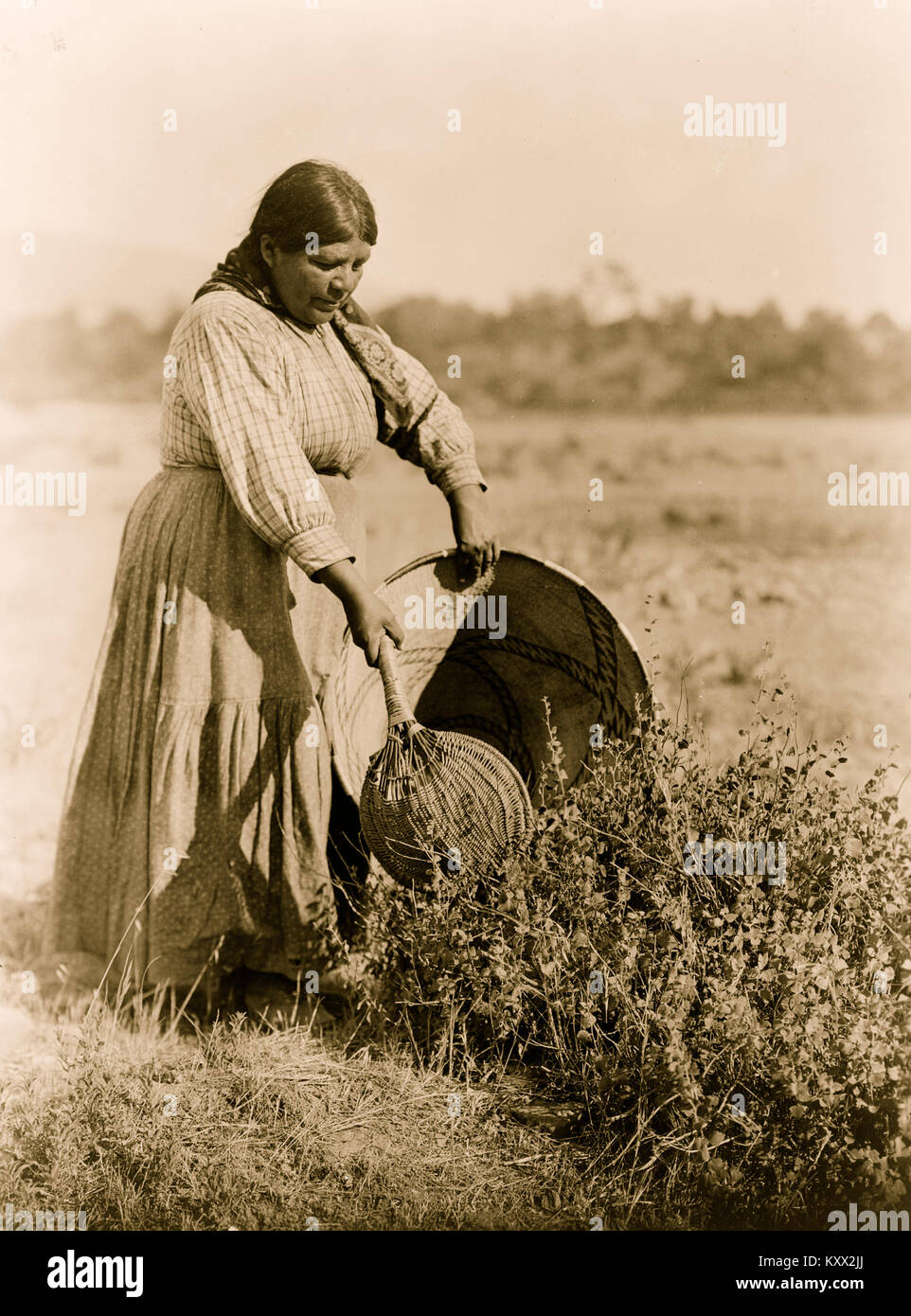 Gathering seeds hi-res stock photography and images - Alamy