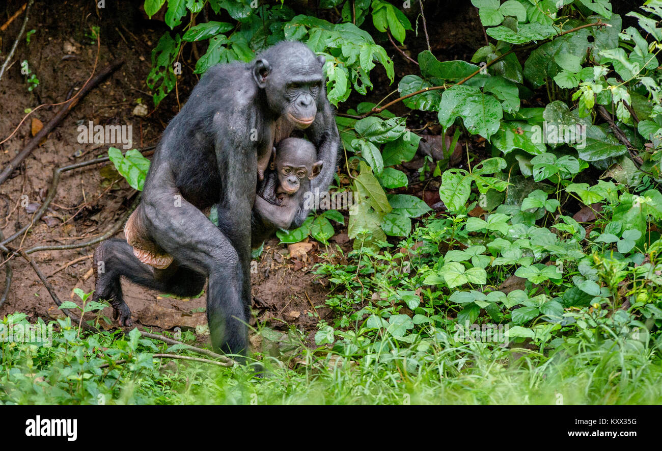 Close up Portrait of Bonobo Cub on the mother in natural habitat. Green ...