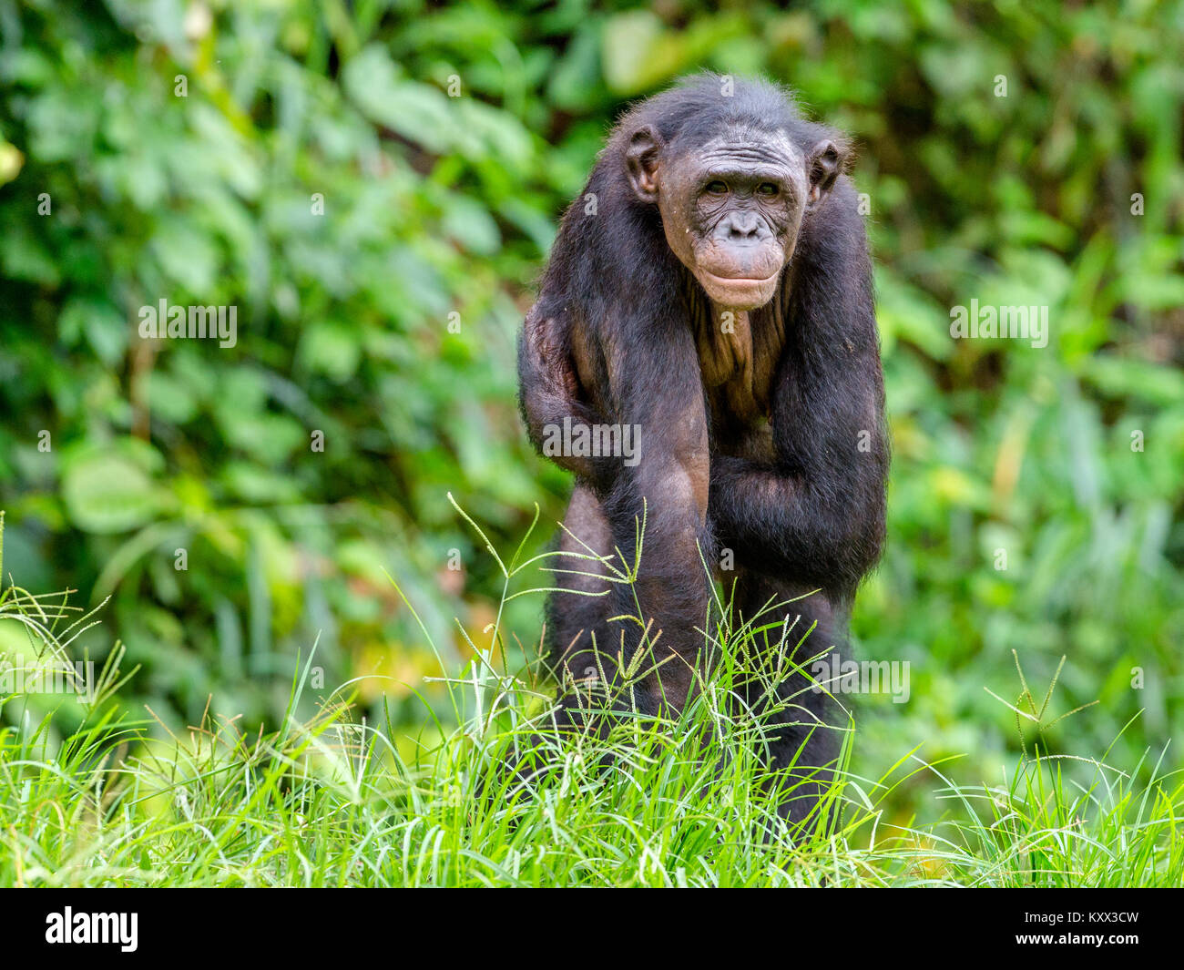 Adult male of Bonobo on the Green natural background in natural habitat ...