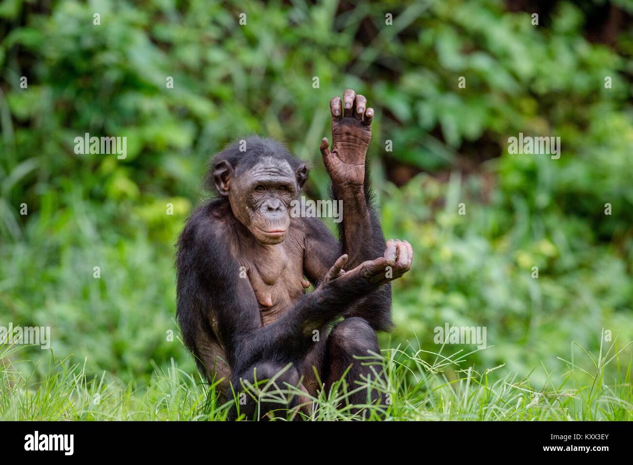Adult male of Bonobo on the Green natural background in natural habitat ...