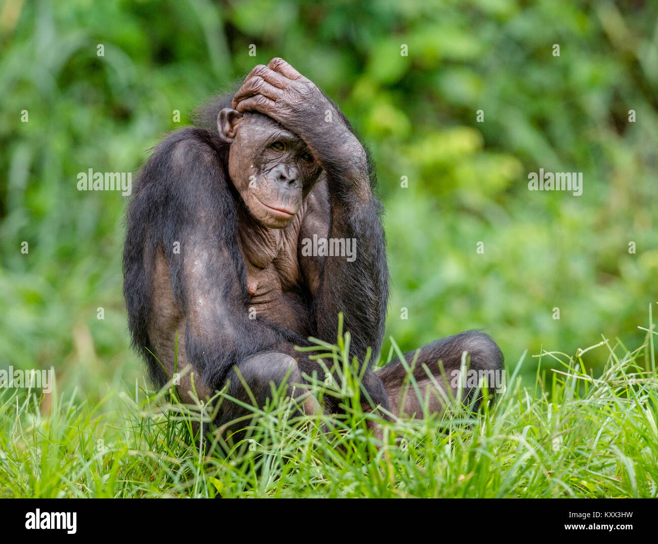 Bonobo male animal hi-res stock photography and images - Alamy