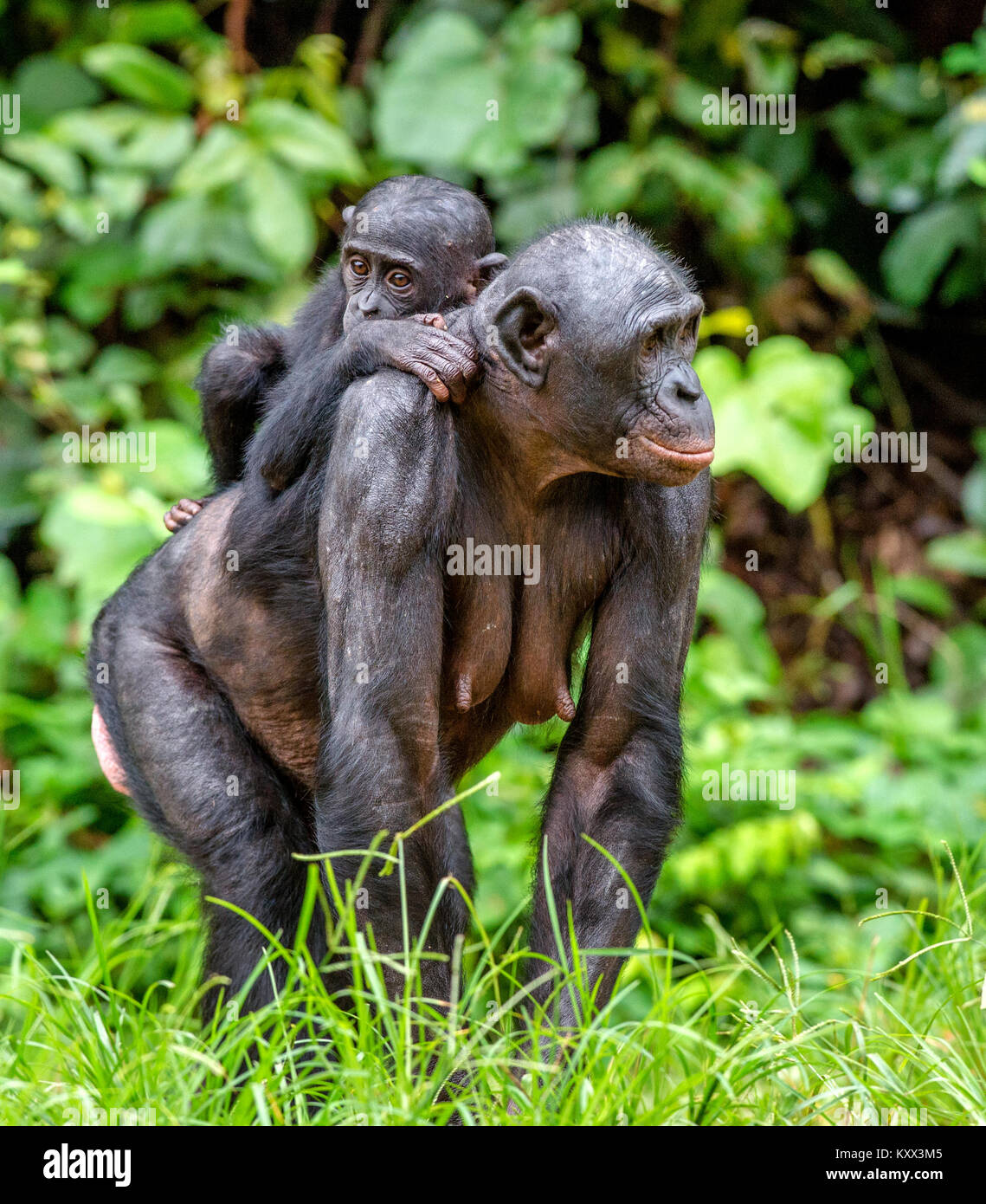Bonobo Cub on the mother`s back in natural habitat. Close up Portrait ...