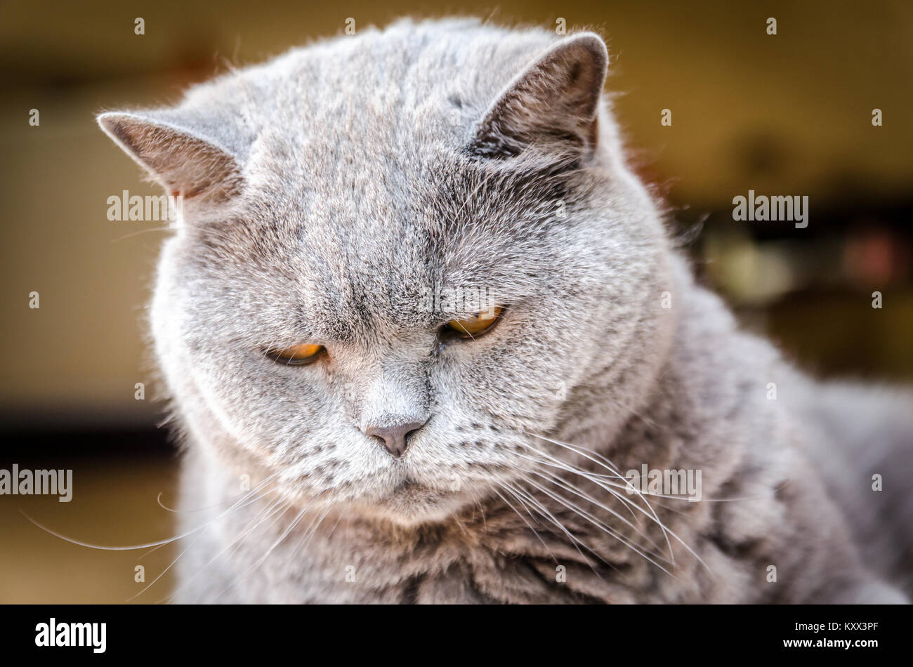 Portrait of british cat Stock Photo - Alamy