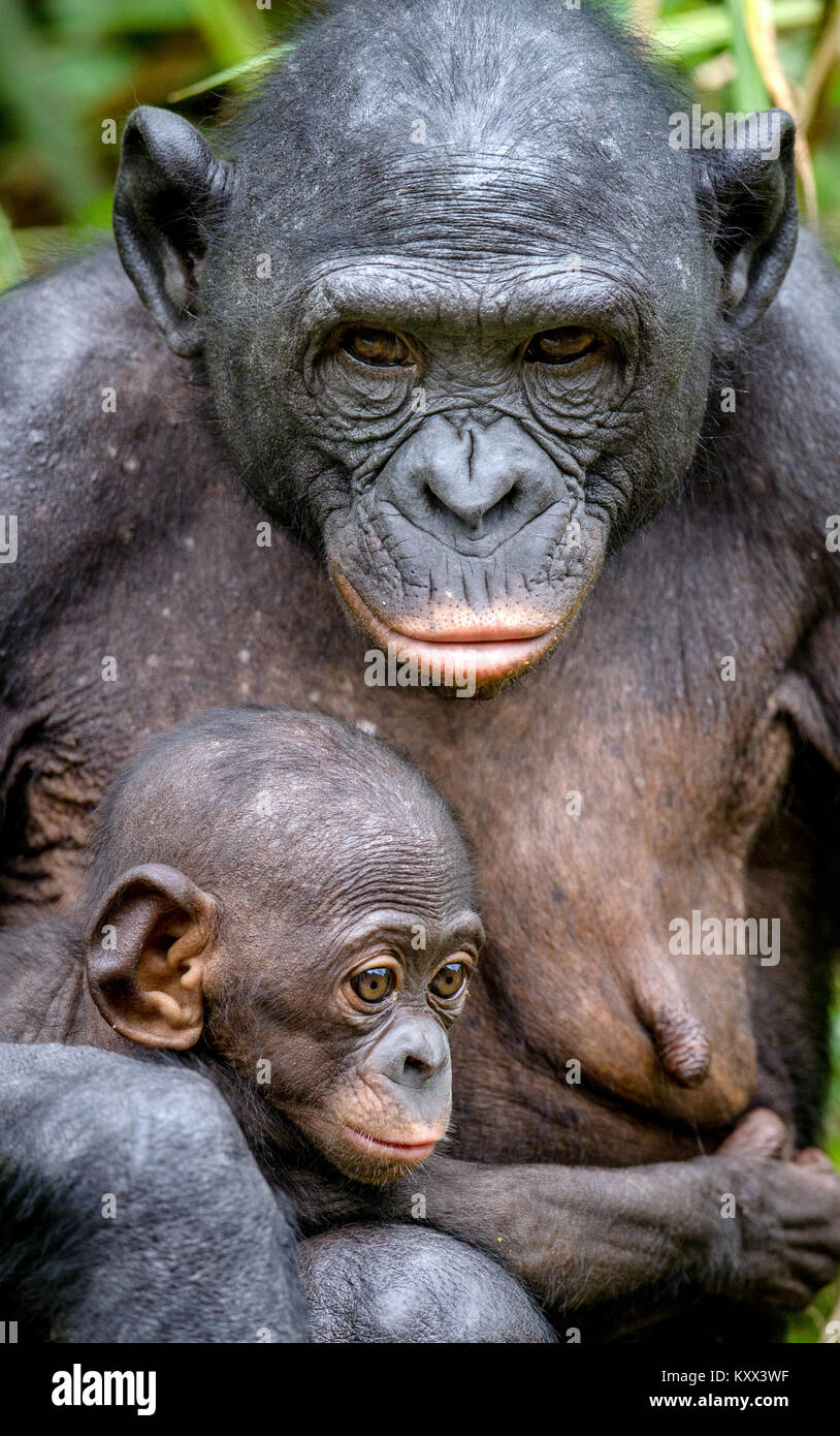 Mother and Cub of Bonobo in natural habitat. Close up Portrait. Green ...