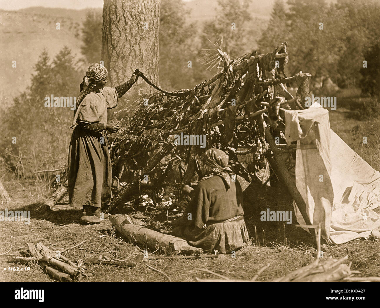 Indian flathead hi-res stock photography and images - Alamy