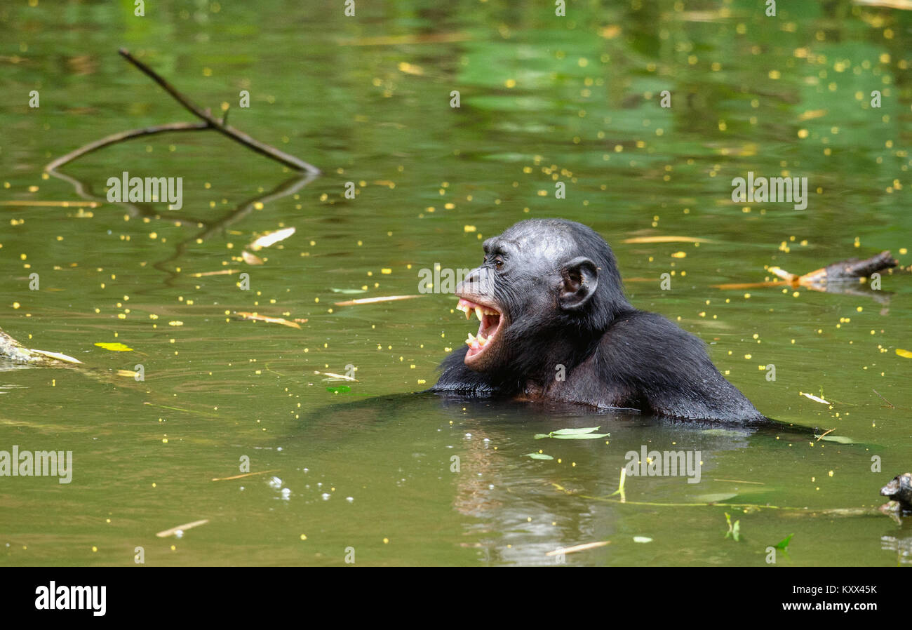 Laughing chimpanzee hi-res stock photography and images - Alamy