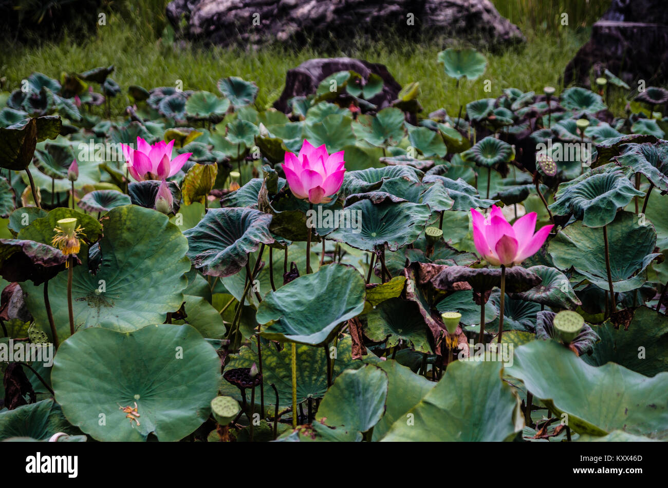 Beautiful lotus pond at Singapore Chinese Garden, a public park in ...