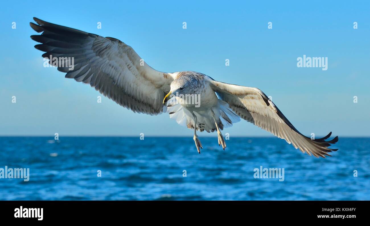 Flying Juvenile Kelp gull (Larus dominicanus), also known as the ...