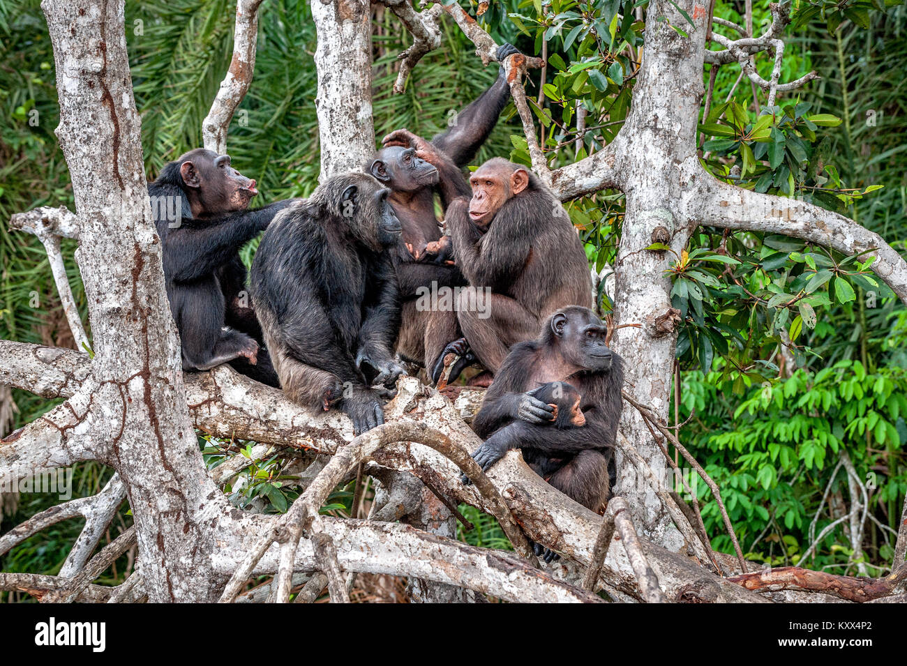 Group of chimps hi-res stock photography and images - Alamy