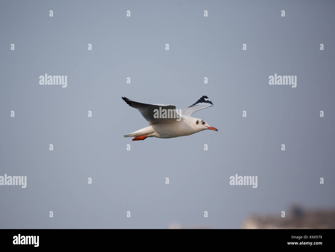 A flying bird Stock Photo - Alamy