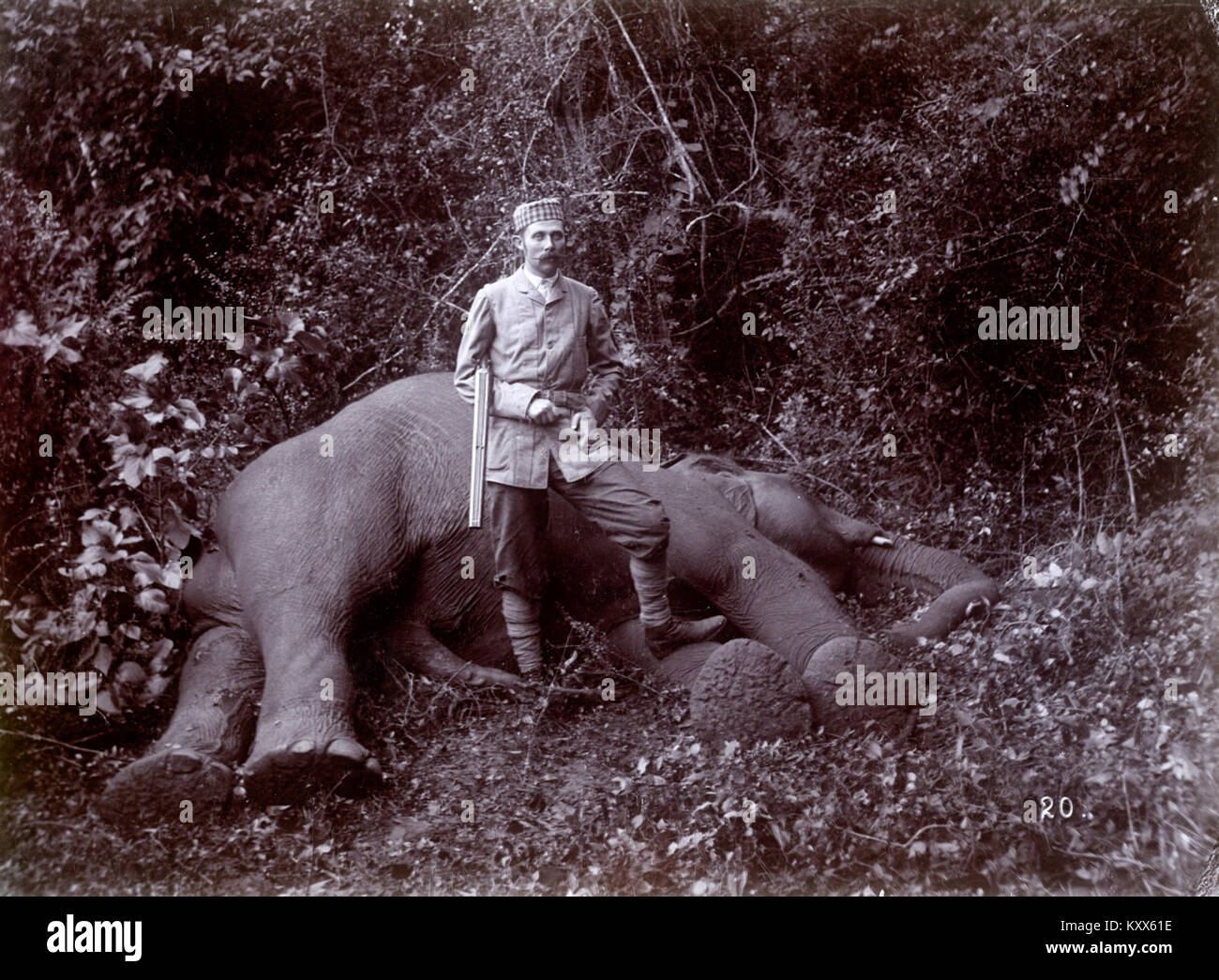 Austria elephant hi-res stock photography and images - Alamy