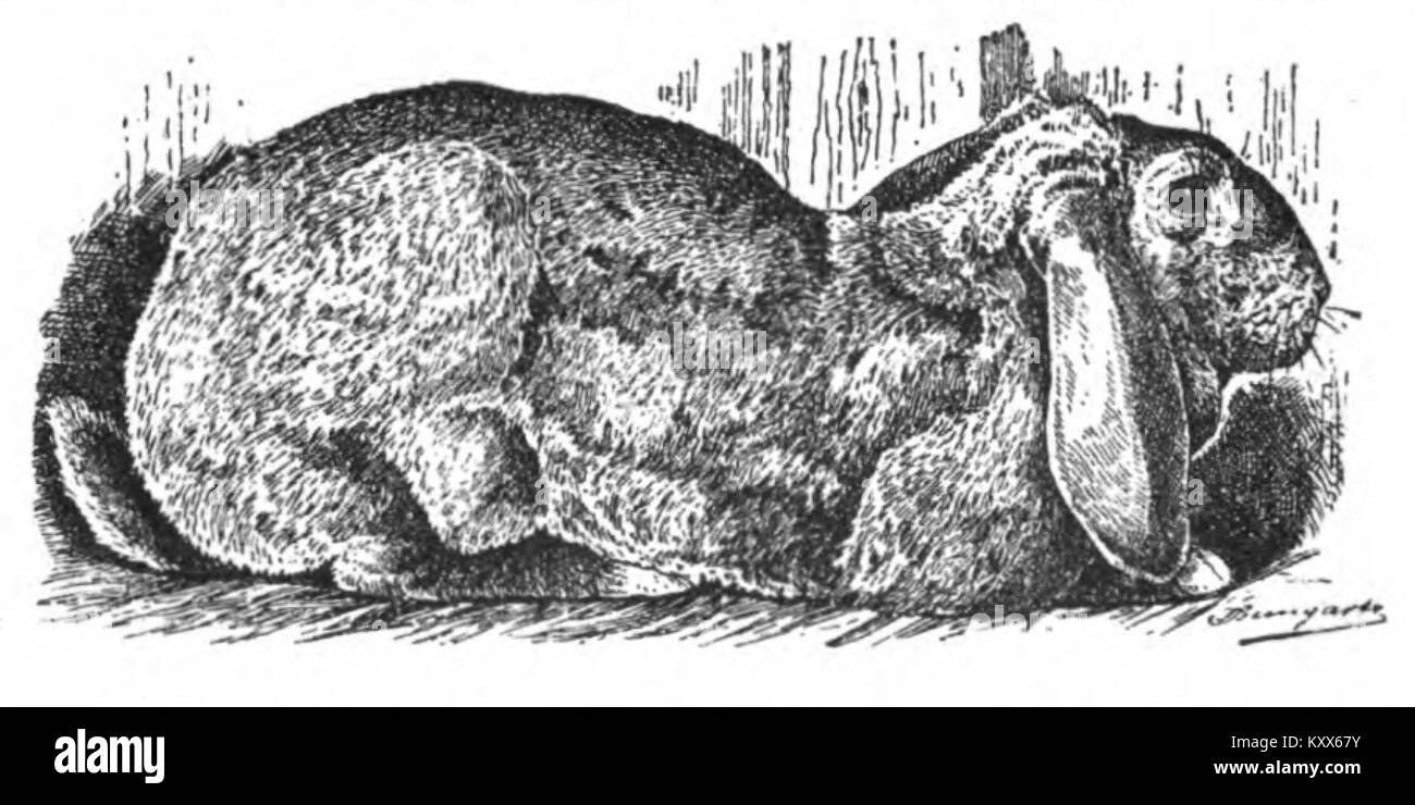The French Angora Rabbit, featured in Jean Bungartz’s 1902 work on ...
