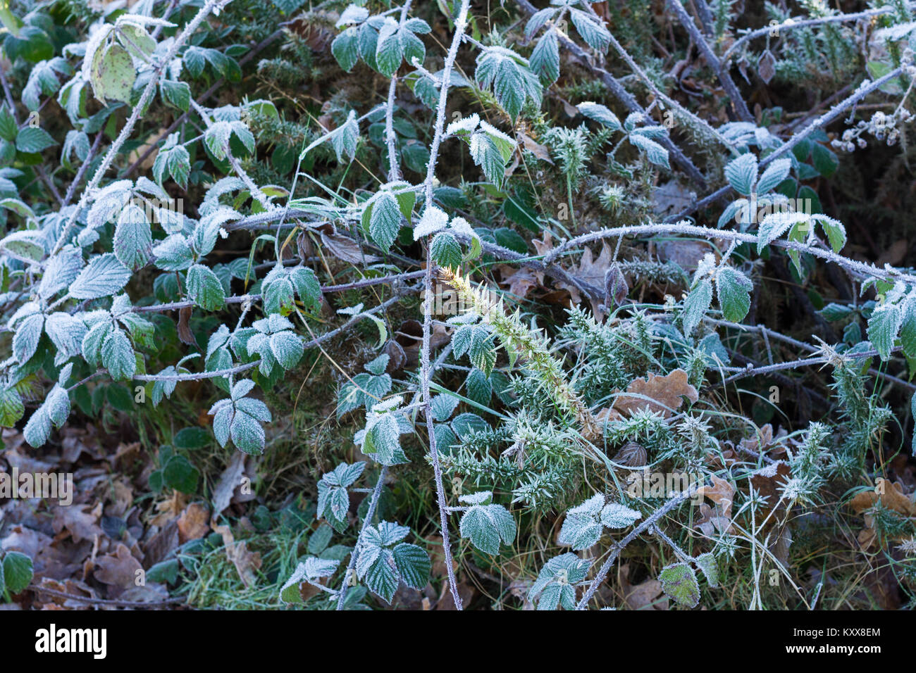 Brambles hi-res stock photography and images - Alamy