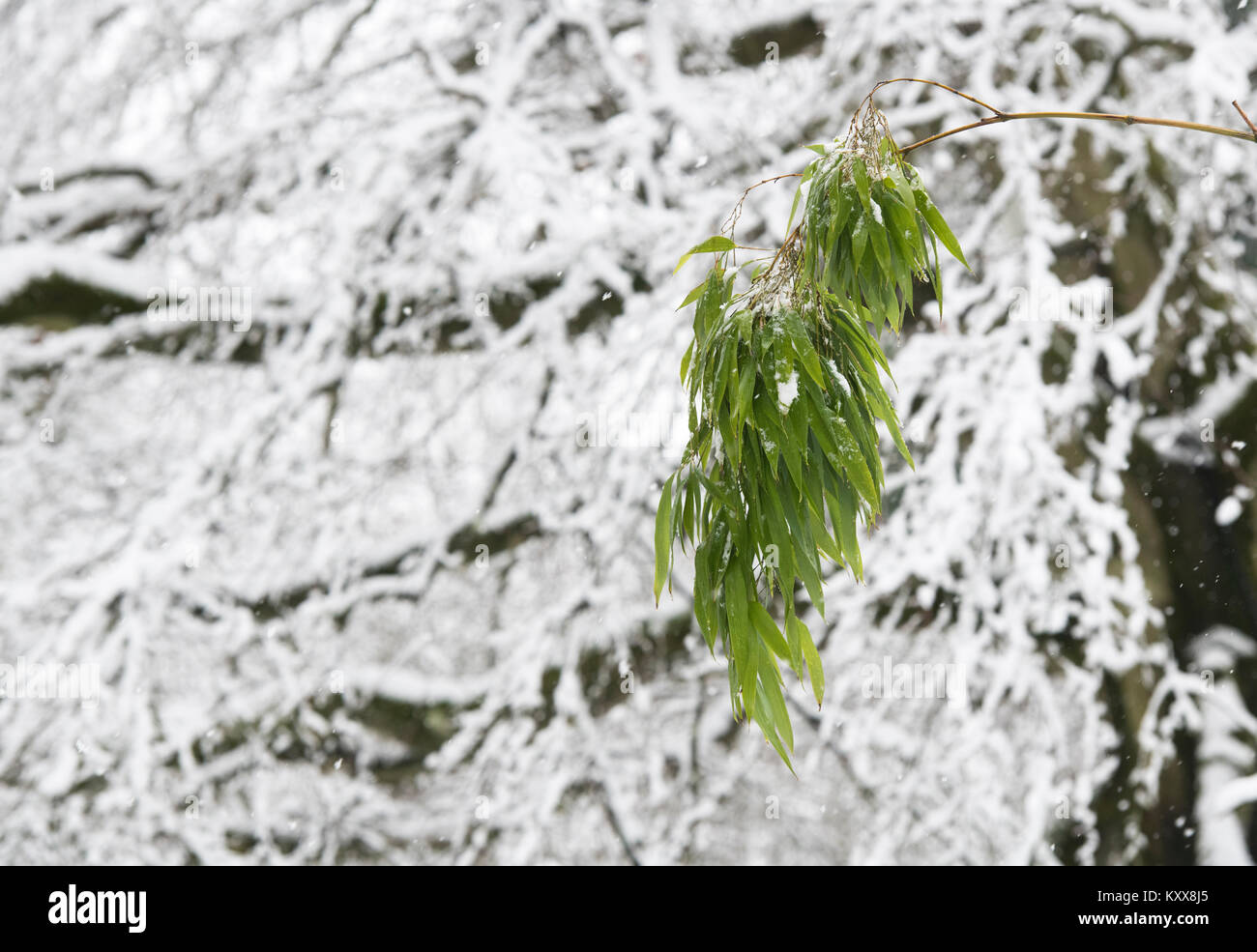 Bamboo leaves in front of trees in the snow in winter. Batsford ...