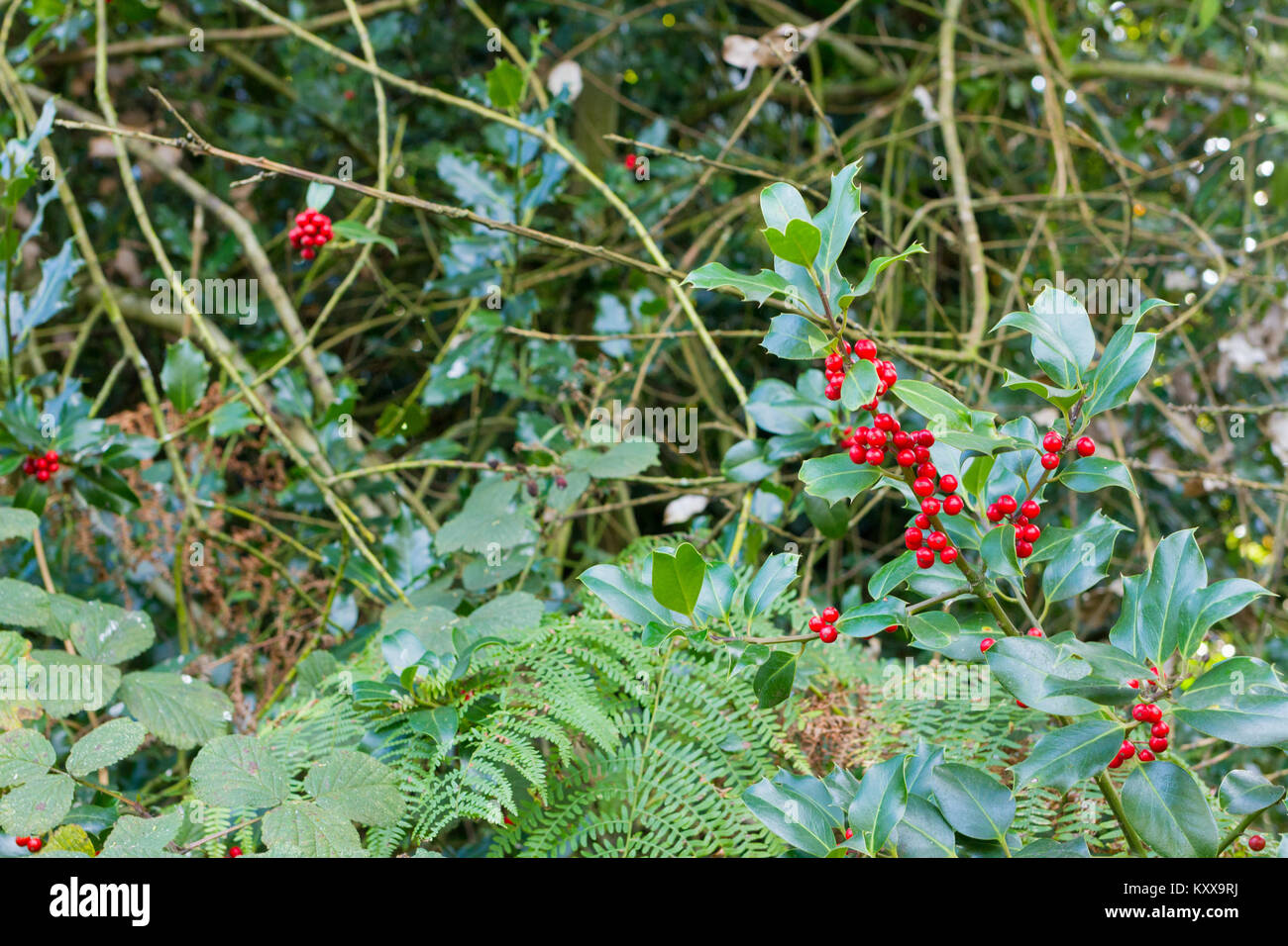 Plants ilex hi-res stock photography and images - Alamy