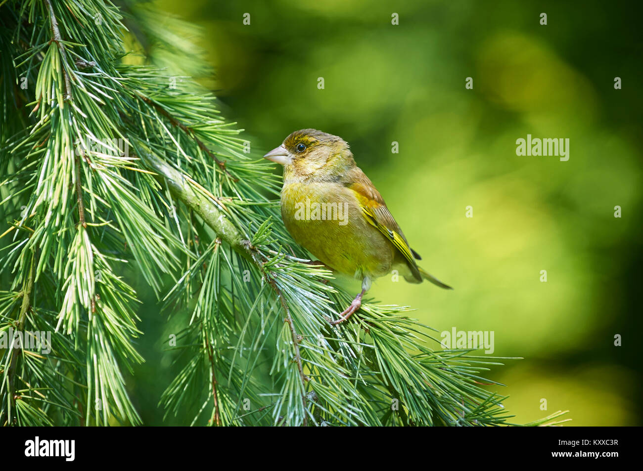 Female european greenfinch in hi-res stock photography and images - Alamy