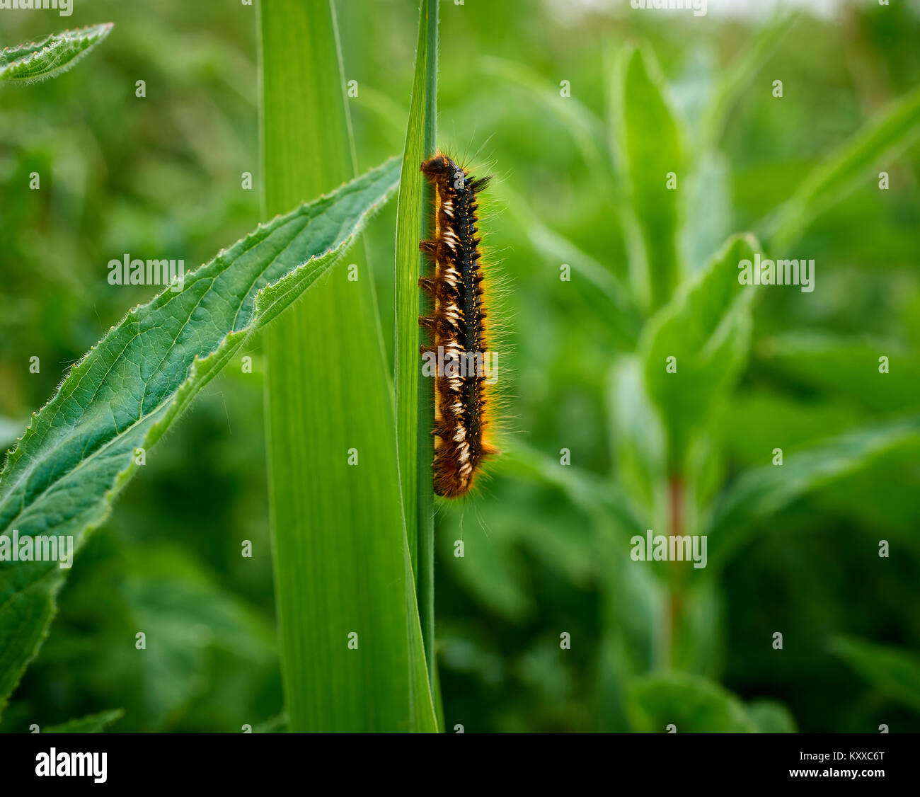 Fox moth larva hi-res stock photography and images - Alamy