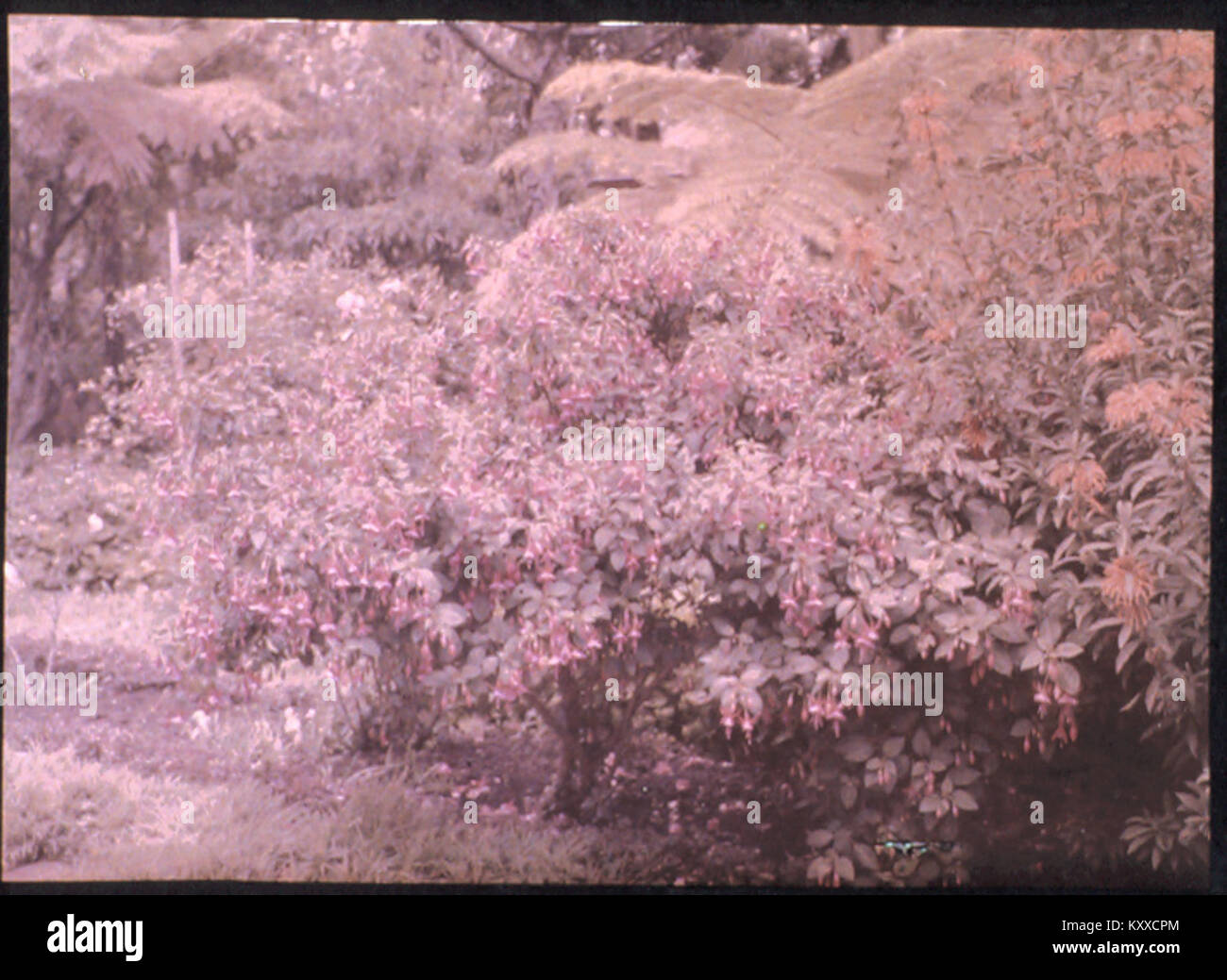 A botanical photograph of a fuchsia plant with ferns in the background ...