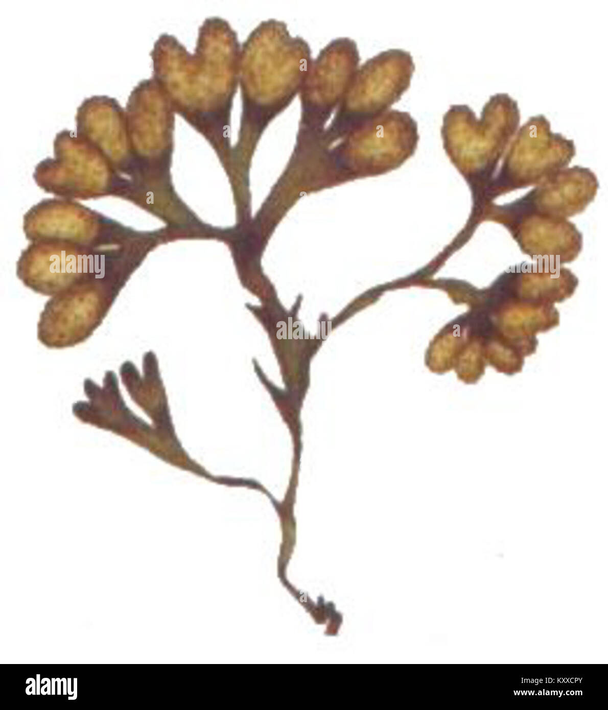 Algae heritage Cut Out Stock Images & Pictures - Alamy