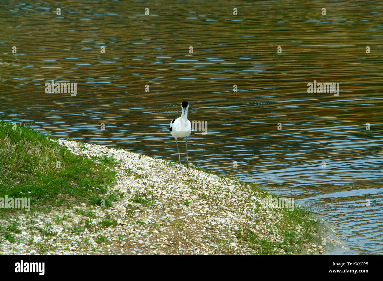 Pied avocet (Recurvirostra avosetta Stock Photo - Alamy