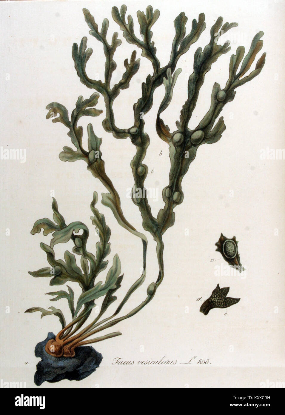 Fucus seaweed illustration hi-res stock photography and images - Alamy