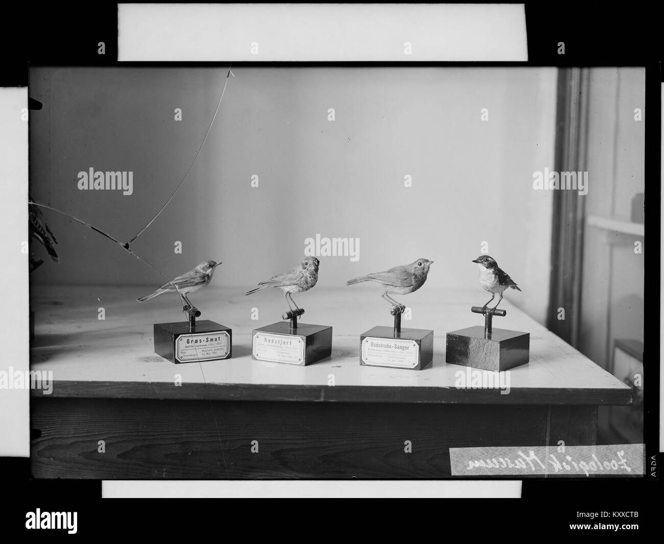 Fugler hi-res stock photography and images - Alamy