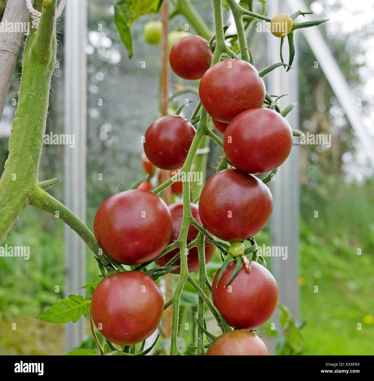 Truss of dark red heirloom tomato variety Cherokee ripening on the vine ...