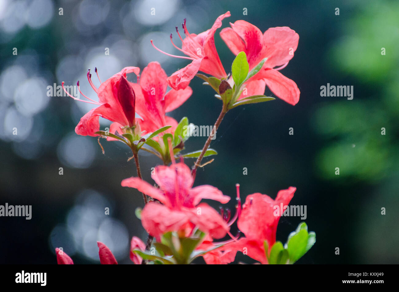 Azalea Collection, National Arboretum, Washington DC Stock Photo - Alamy