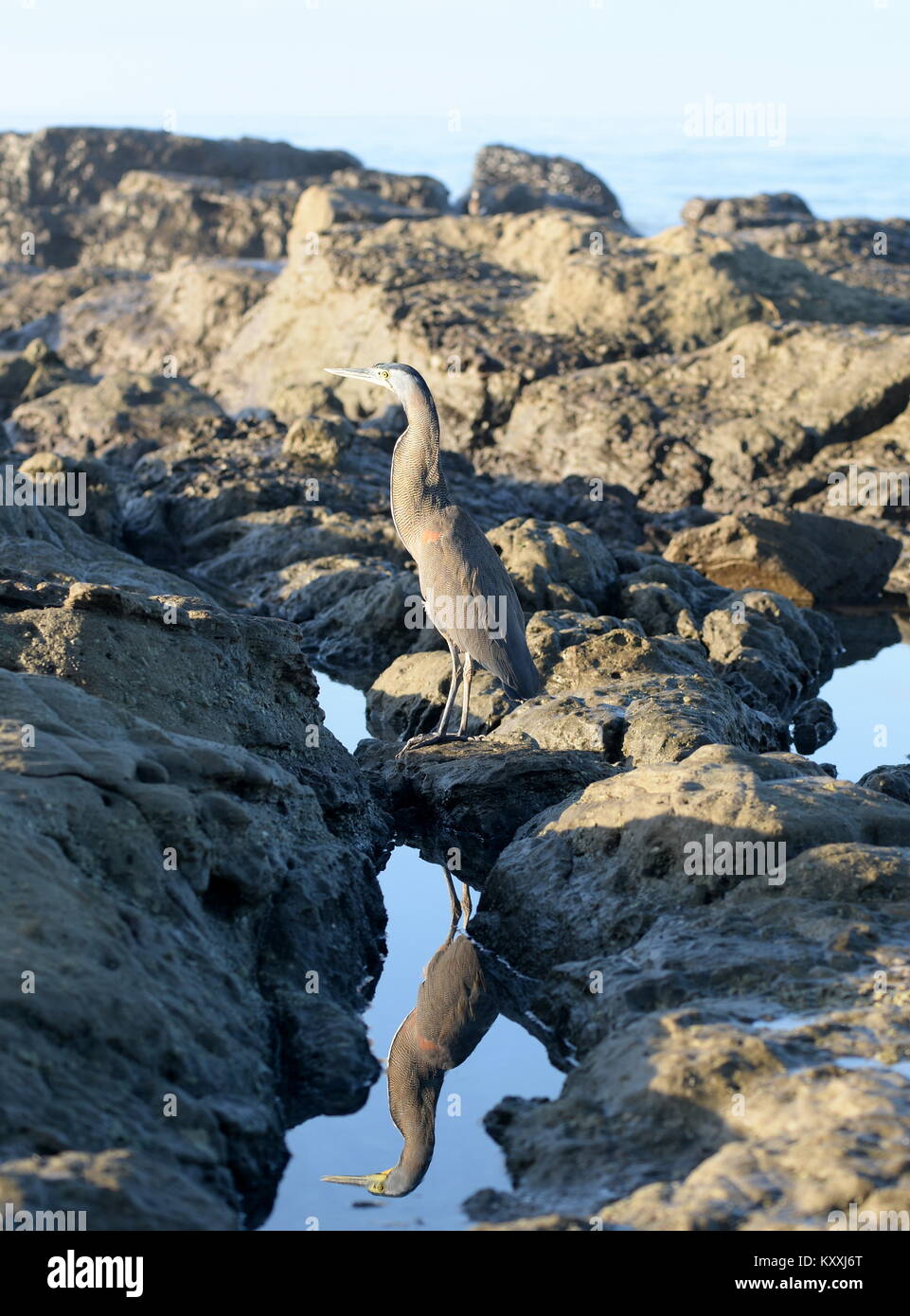 Rock pool fishing on beach hi-res stock photography and images - Alamy