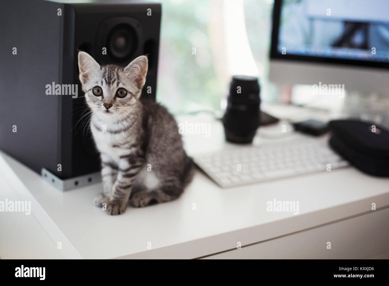 Cat sitting on desk hi-res stock photography and images - Alamy