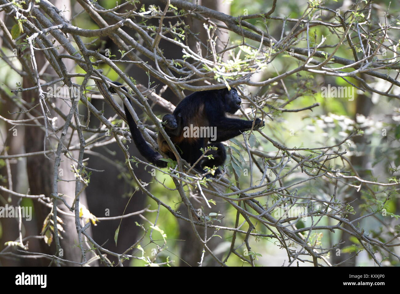 Howler monkeys lead a quiet life avoiding human contact in Costa Rica ...