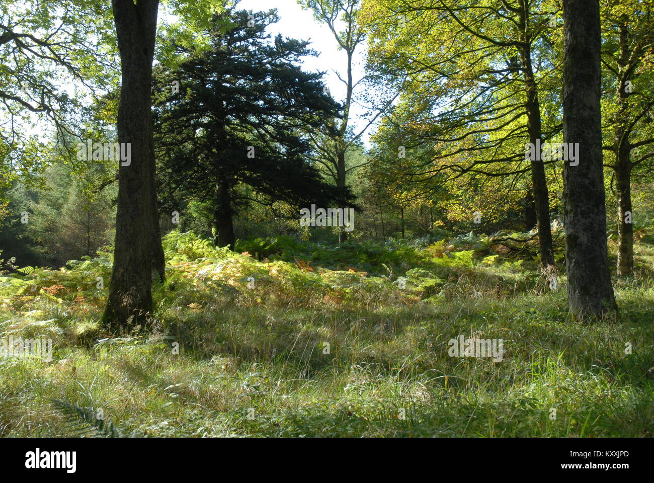 Bracken in woodland hi-res stock photography and images - Alamy