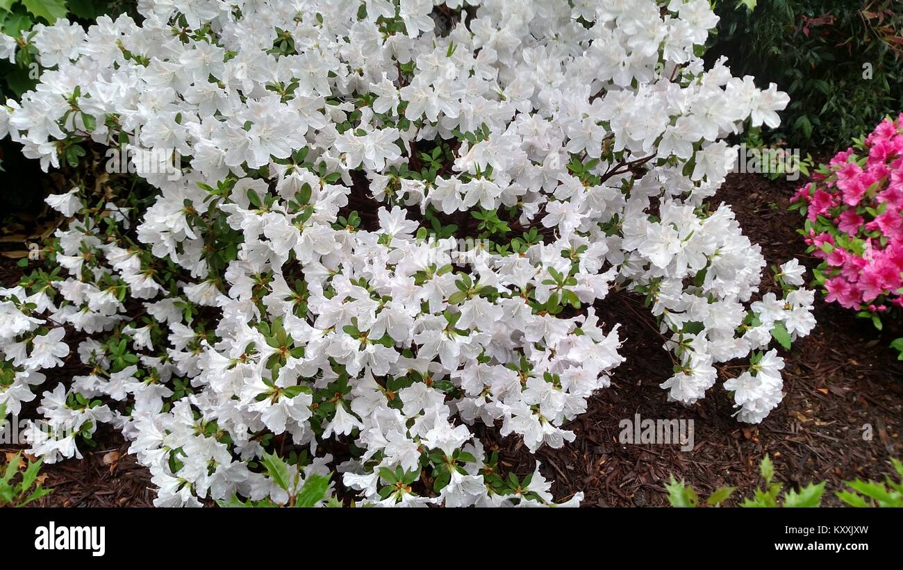 Azalea Collection, National Arboretum, Washington DC Stock Photo - Alamy