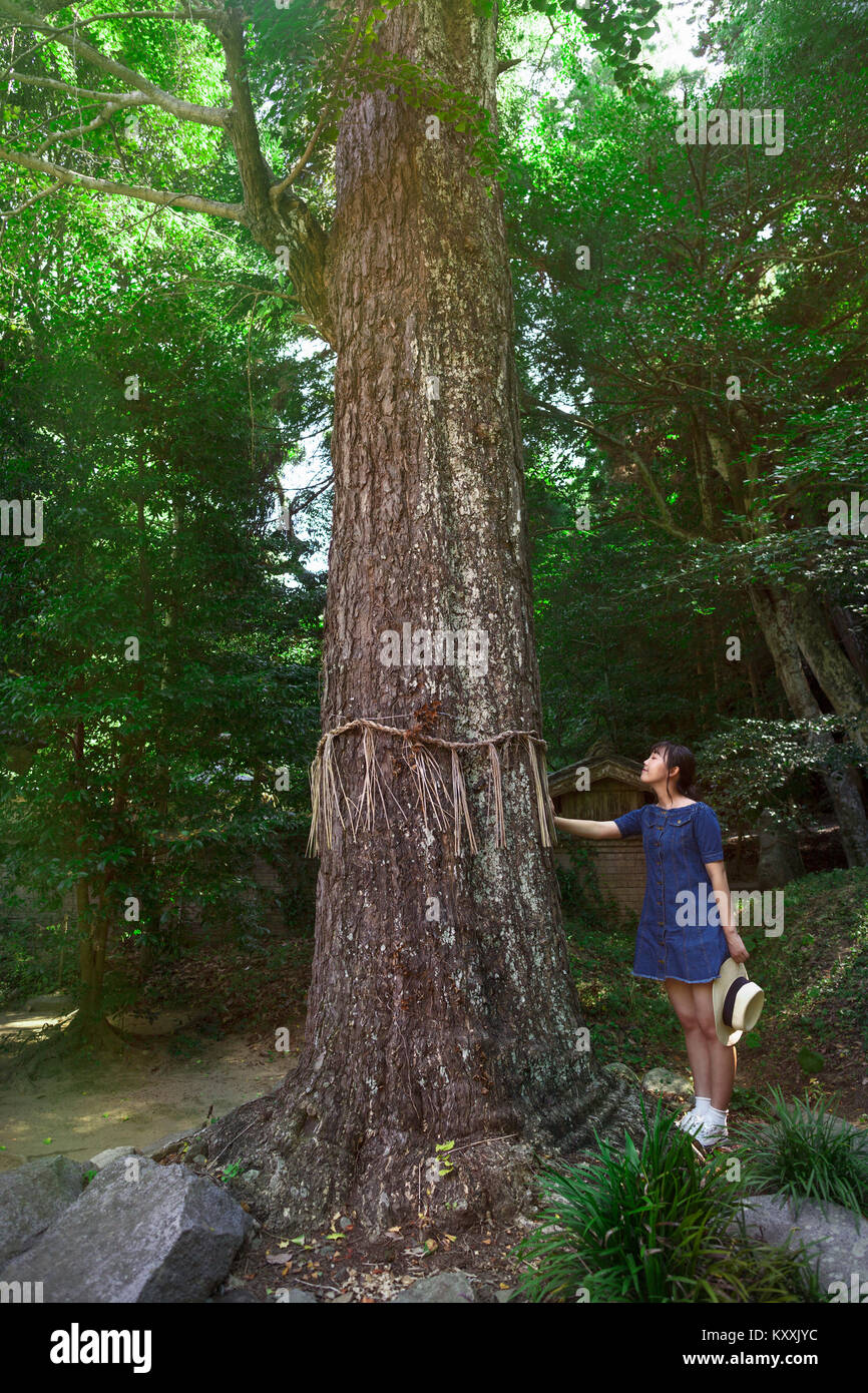 Young woman wearing blue dress touching shimenawa ropes on tree at ...