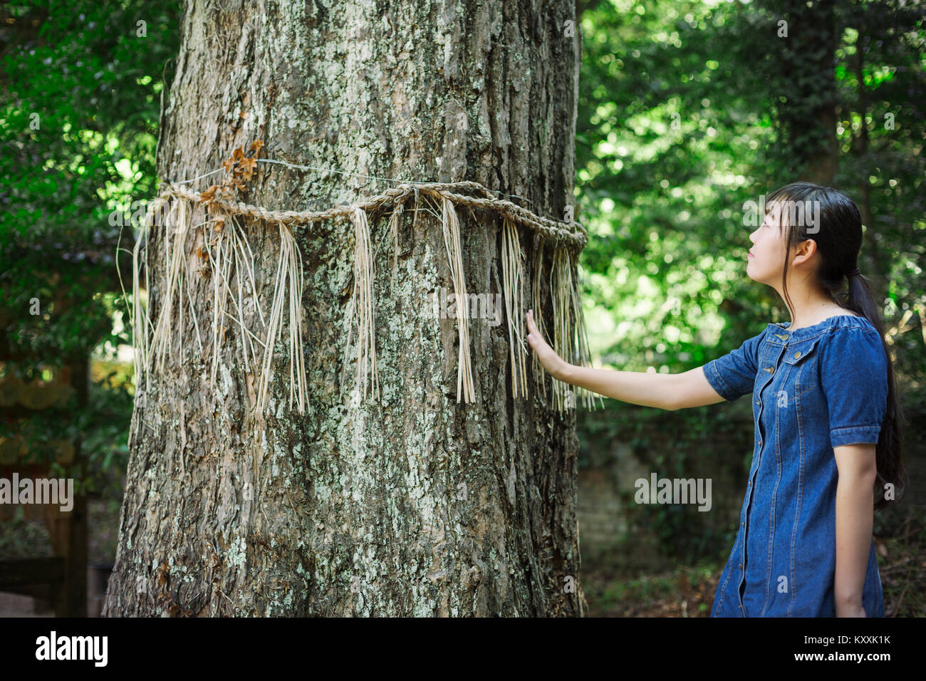 Young woman wearing blue dress touching shimenawa ropes on tree at ...