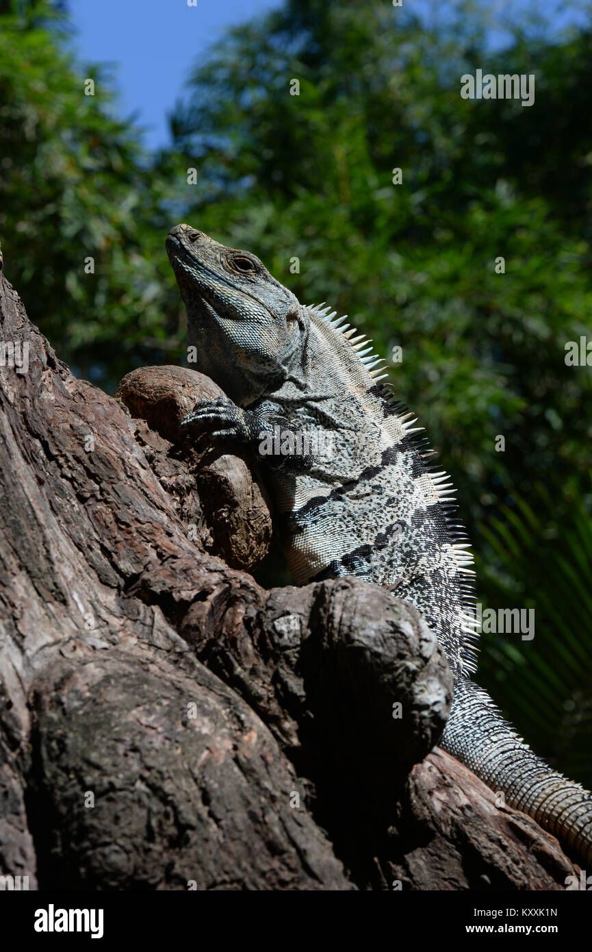 The Spiny tailed Iguana of Costa Rica is the worlds fastest lizard ...