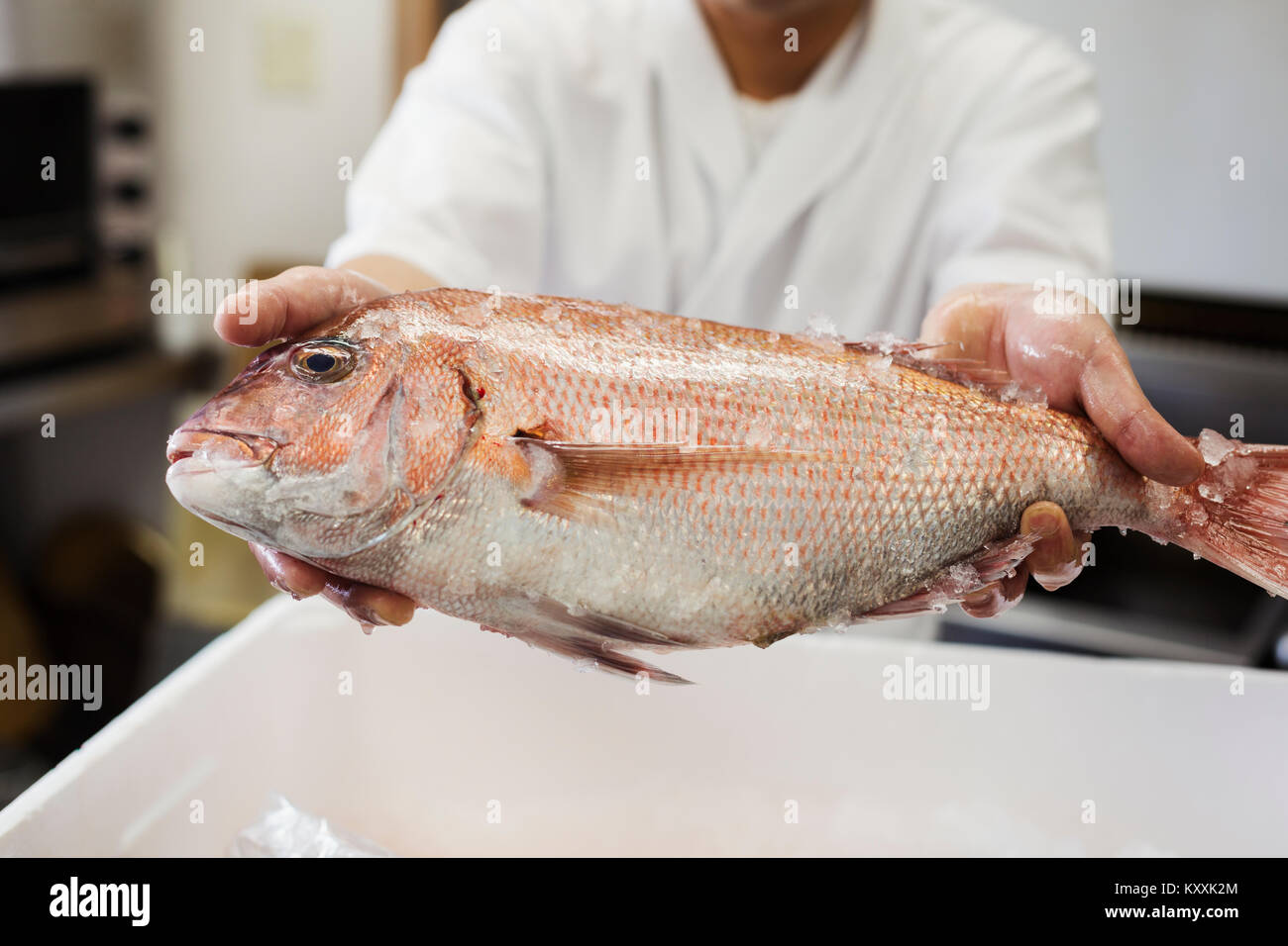 Close up of chef at a Japanese sushi restaurant, holding fresh whole ...