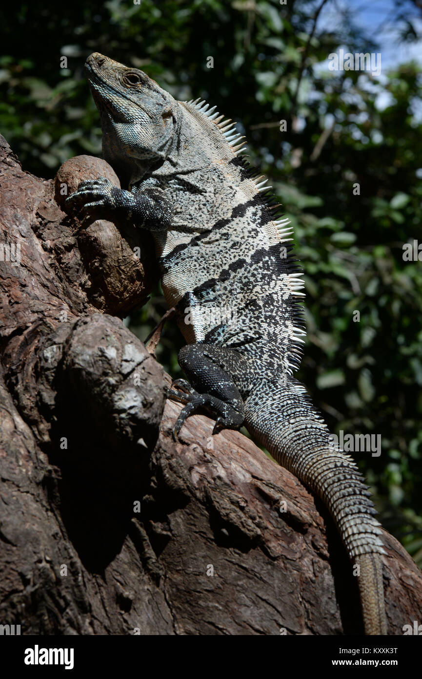 The Spiny tailed Iguana of Costa Rica is the worlds fastest lizard ...