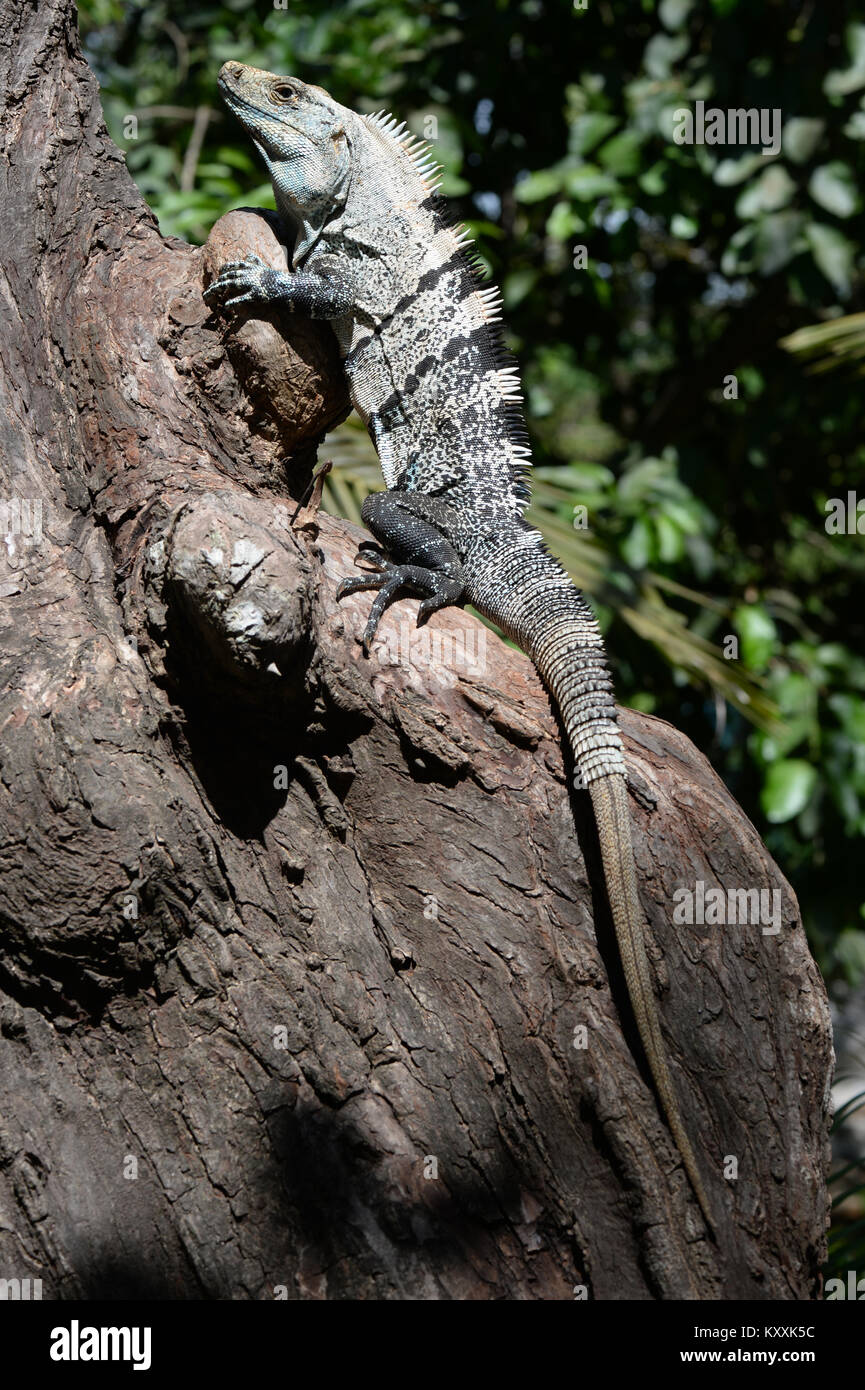 The Spiny tailed Iguana of Costa Rica is the worlds fastest lizard ...
