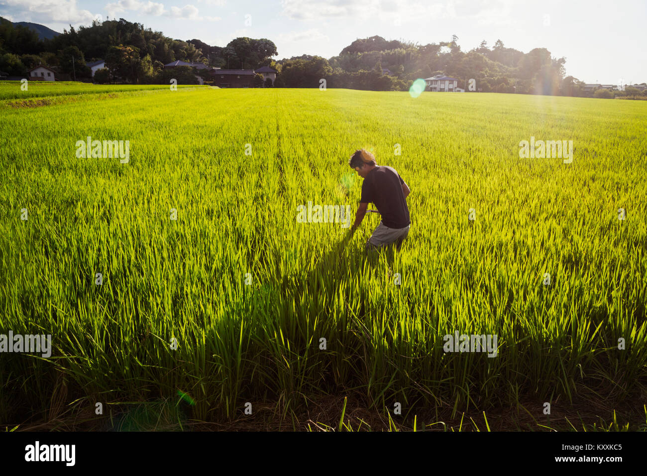 A rice farmer standing in a field of green crops, a rice paddy with ...