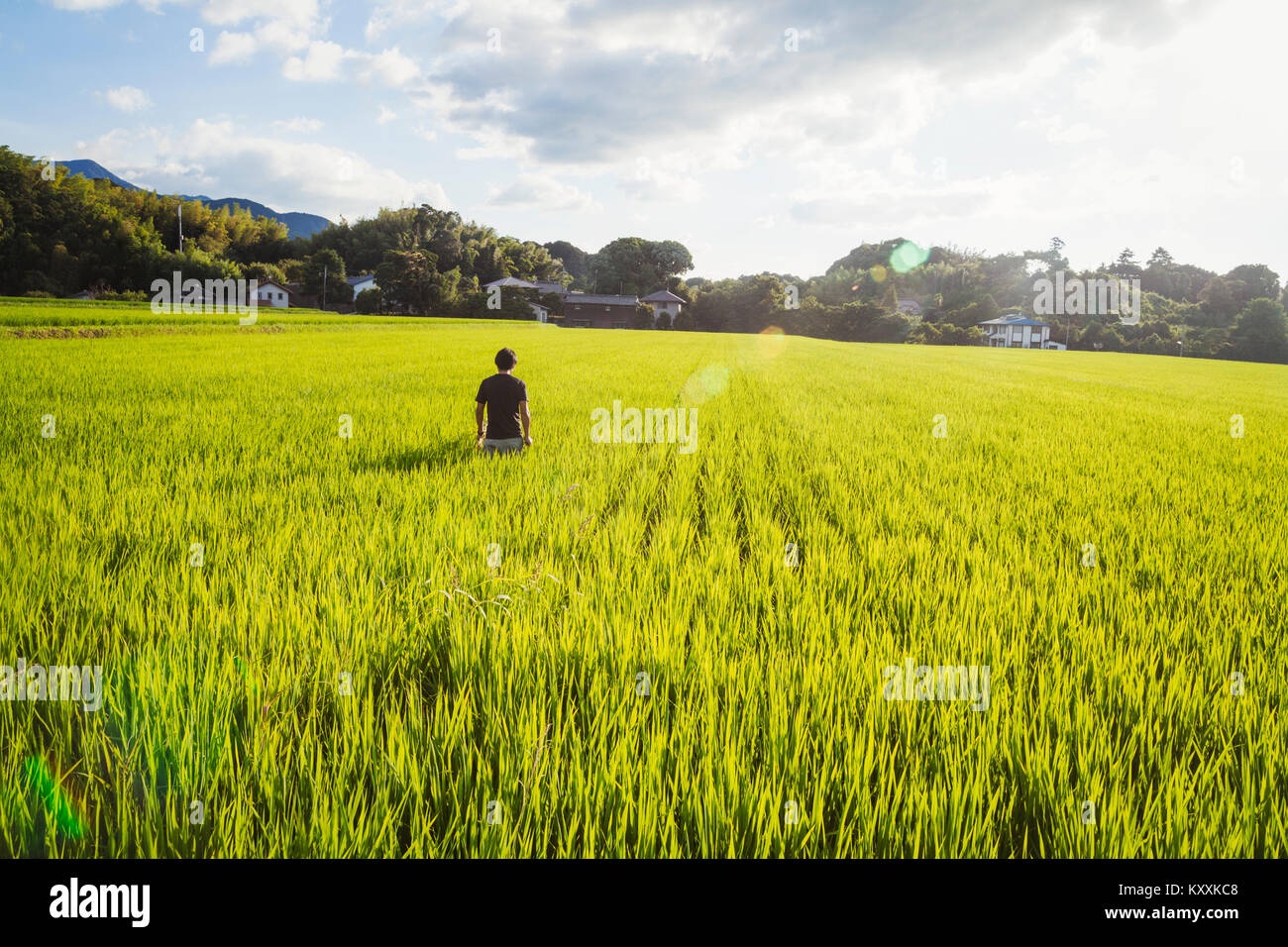 A rice farmer standing in a field of green crops, a rice paddy with ...