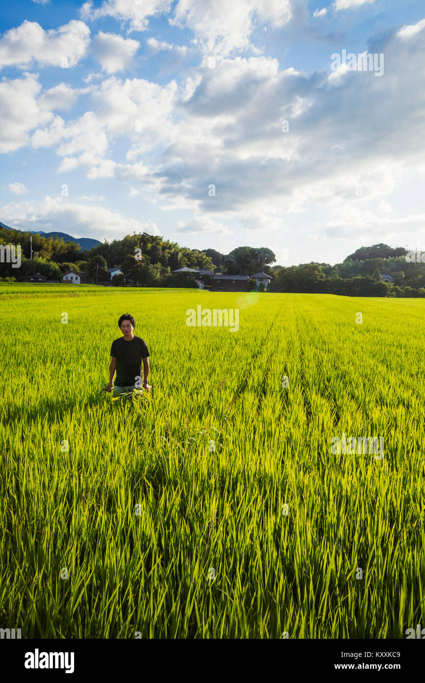 A rice farmer standing in a field of green crops, a rice paddy with ...