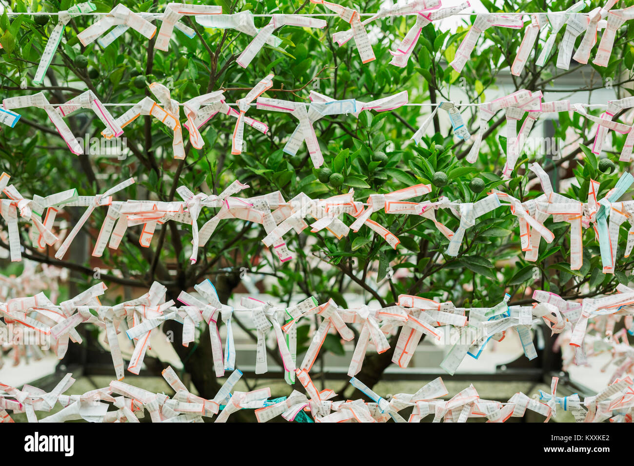 Close up of omikuji fortune telling papers tied onto string Stock Photo ...