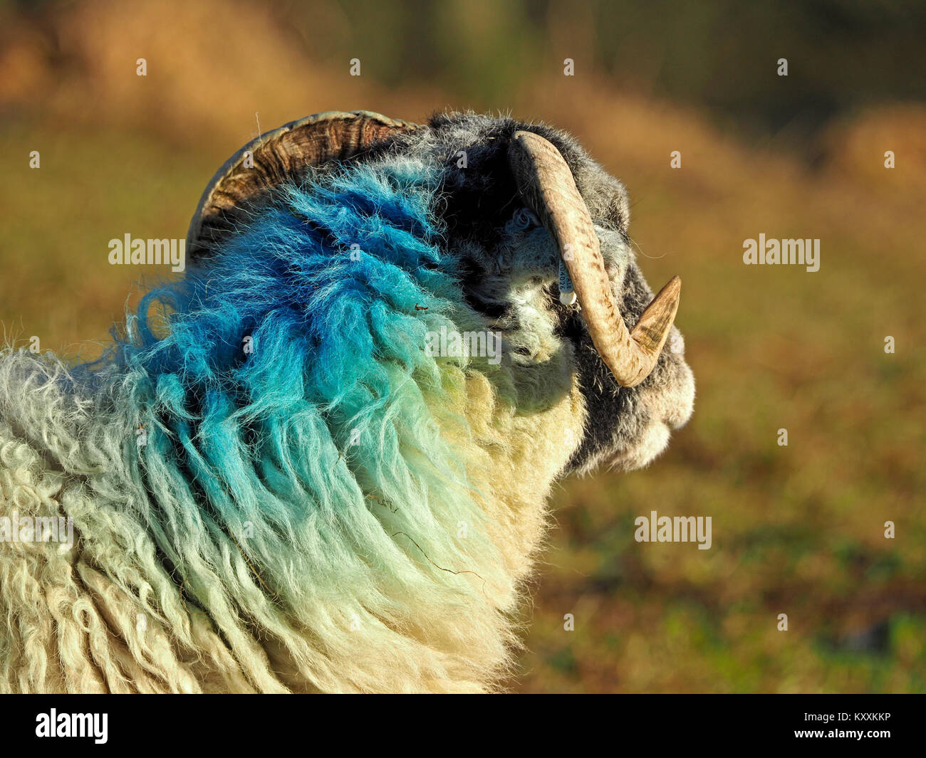 ewe Swaledale sheep with bright blue dye on the back of the neck ...