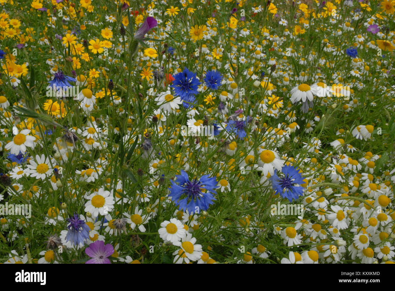 Wild Flower Meadow Stock Photo - Alamy