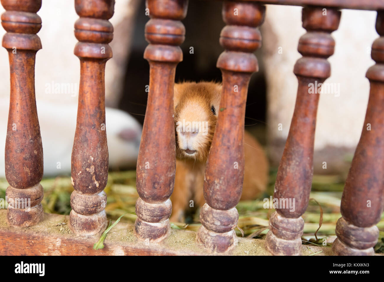 Cuy roast guinea pig inca hi-res stock photography and images - Alamy